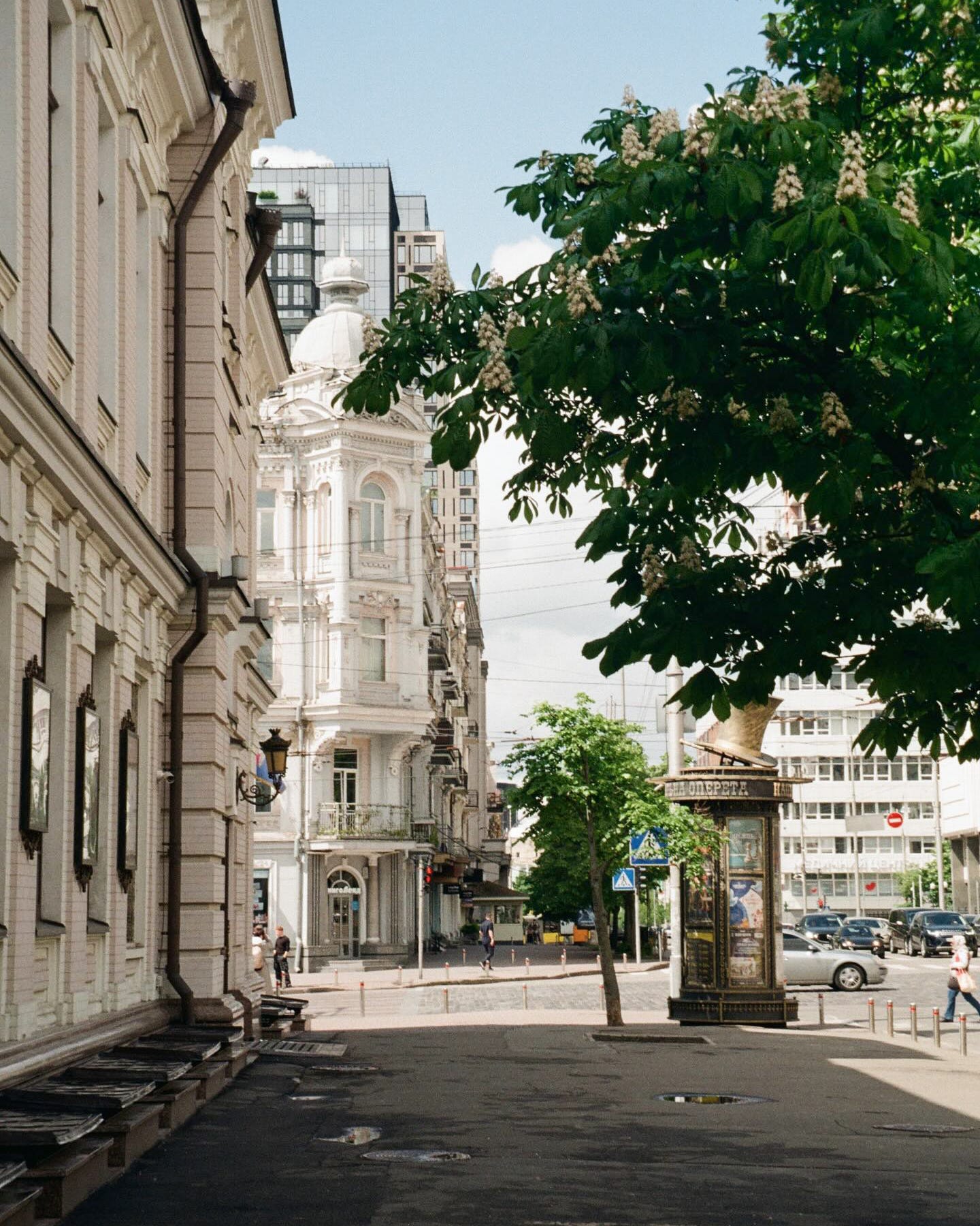 How chestnut trees became a symbol of Kyiv
