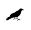 Quoth the Raven | Substack