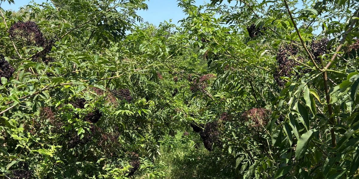Elderberry Harvest Guide: U-Pick, Destemming & Packaging
