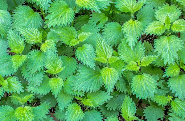 David Avocado Wolfe | Substack