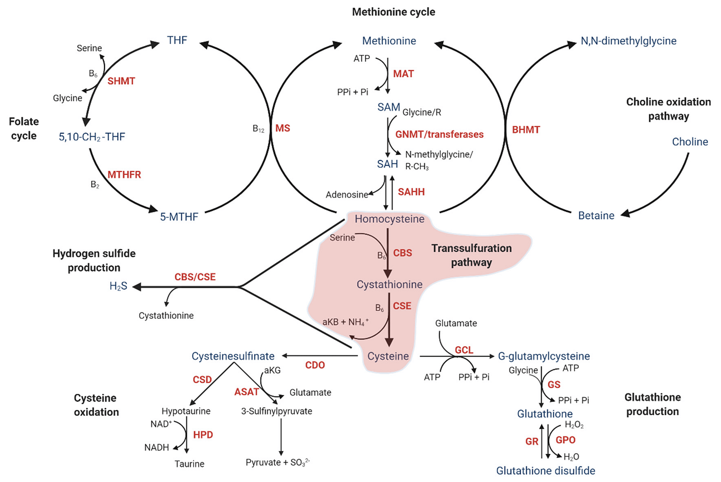Understanding MTRR, Methionine Synthase, and SAM-e