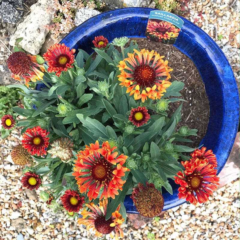 Wendy Varley | Substack