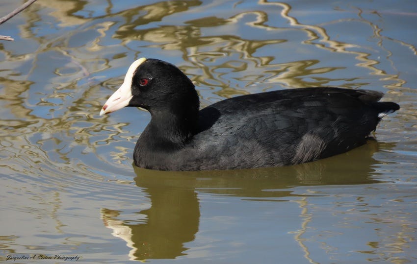 Who are you calling an "old coot?" - by Jackie Cestero