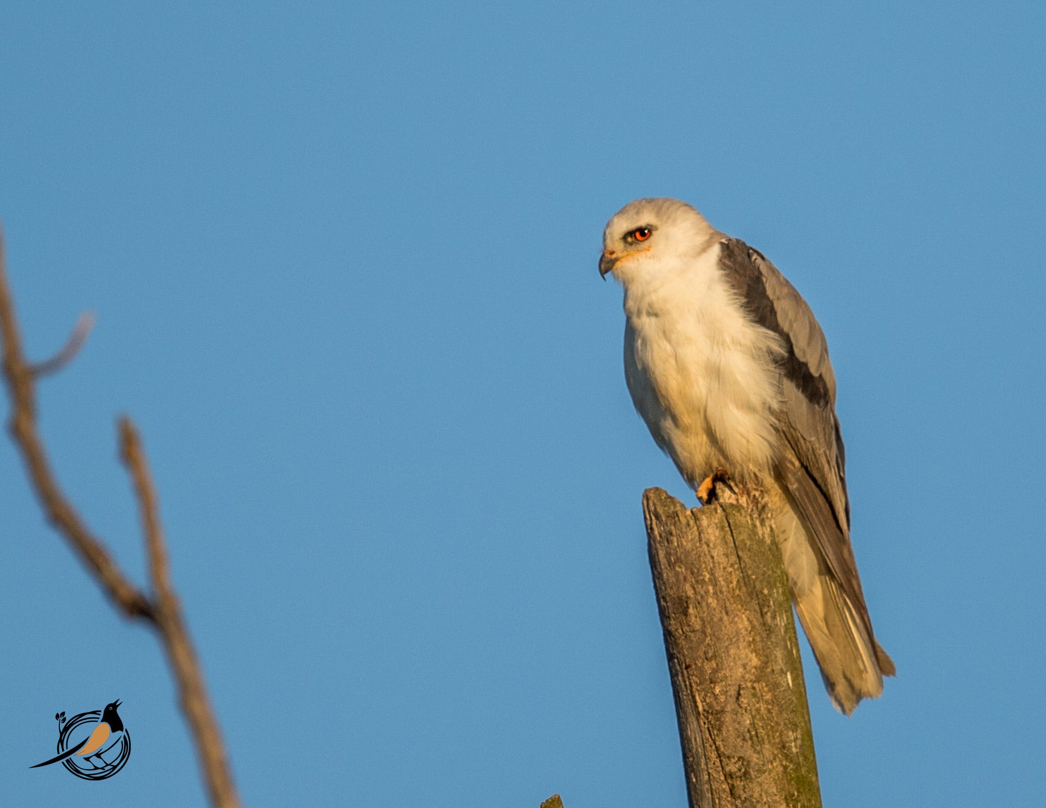 White-tailed Kite - by Jennifer Timmons - BirdStack