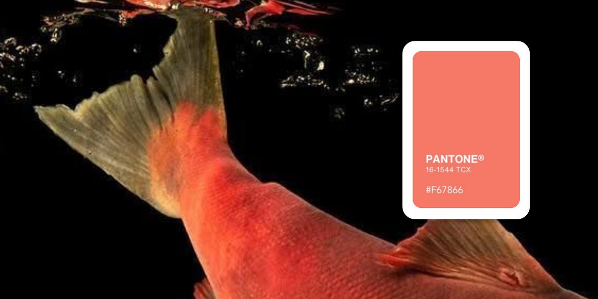 Salmon Color: Meaning, History, Fashion Trends & Interior Design Ideas