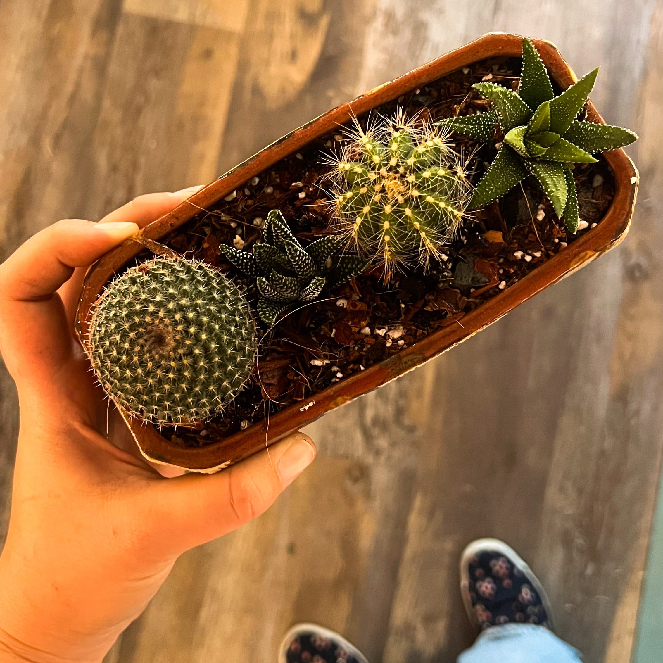 The Double Life of Succulents: Understanding Dormancy and Growth Cycles ...