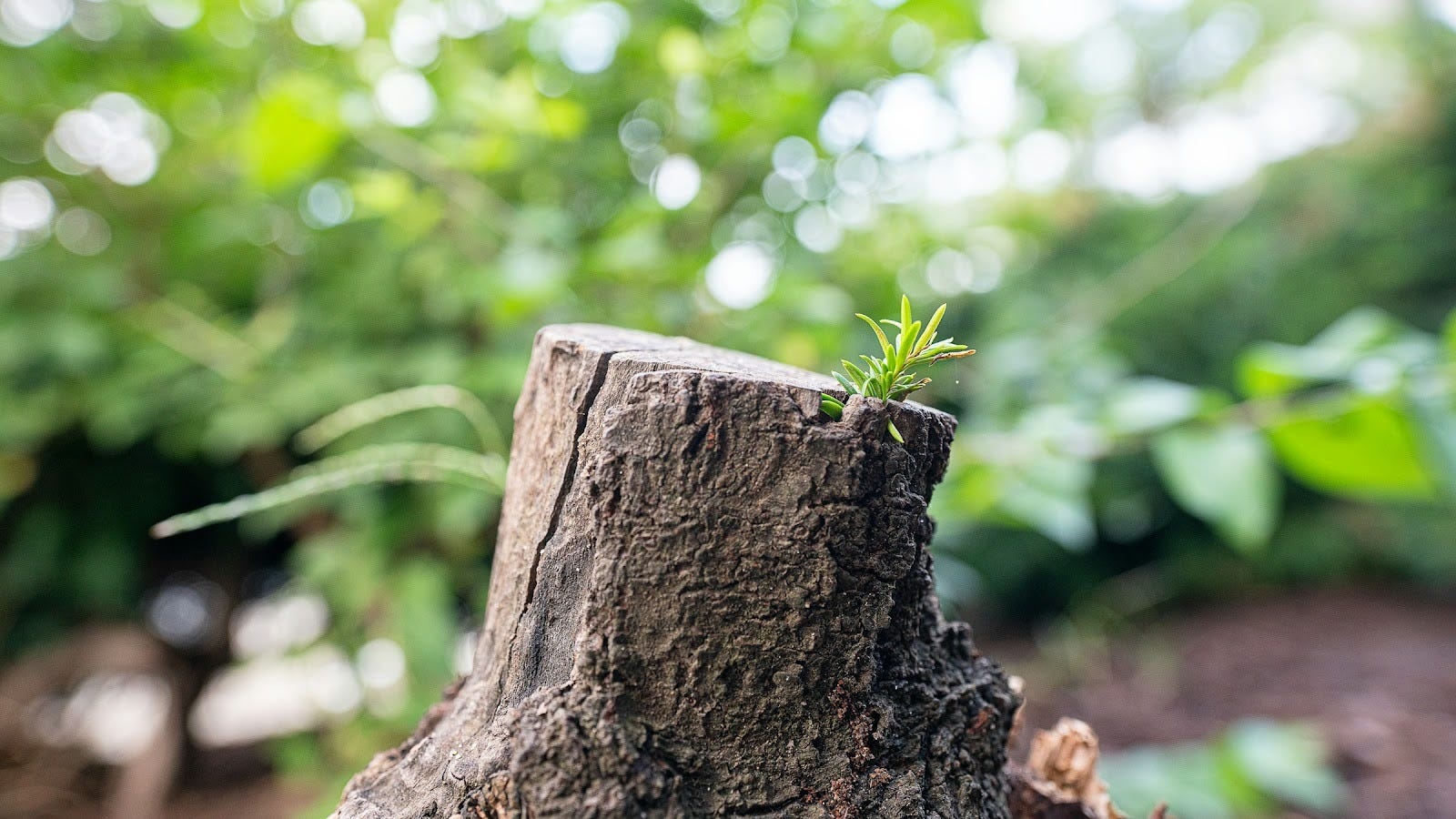 Faith Traditions: The Jesse Tree Tradition