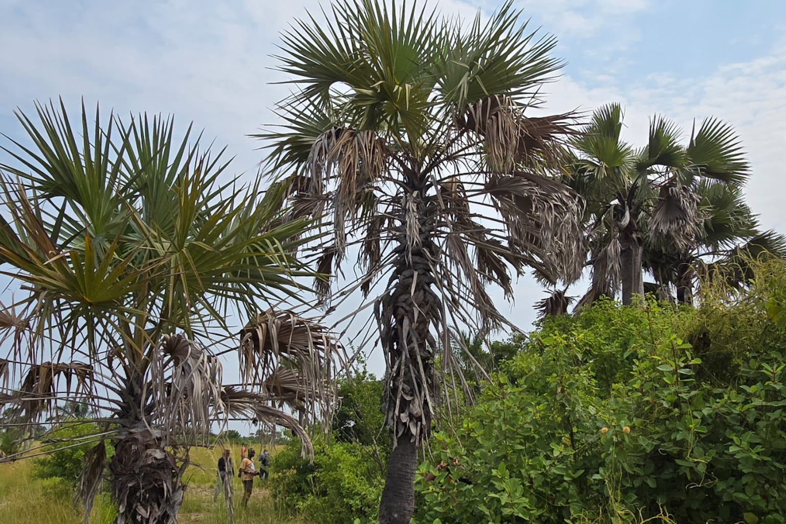 Palm trees in Africa are in decline: these botanists made a plan to do ...