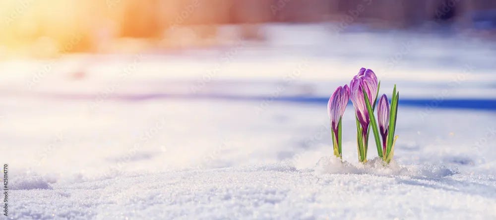 The Return of Light: Imbolc and the Metabolic Awakening of Spring