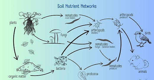 Shell’s Substack | Substack