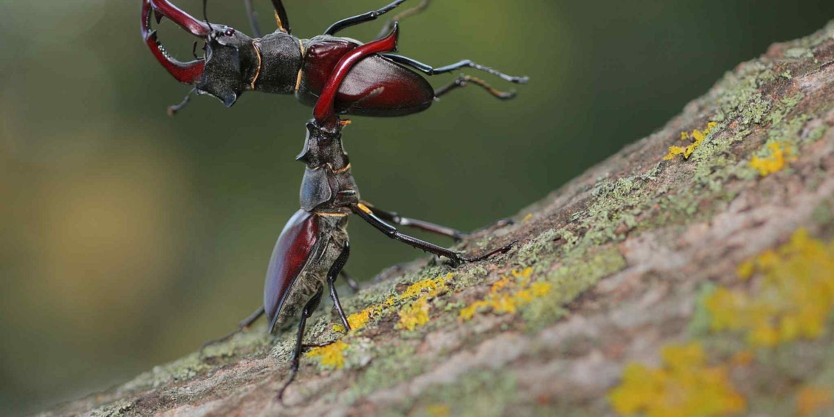 ISSUE #26: Beetles Have Turned Their Heads into Dueling Weapons