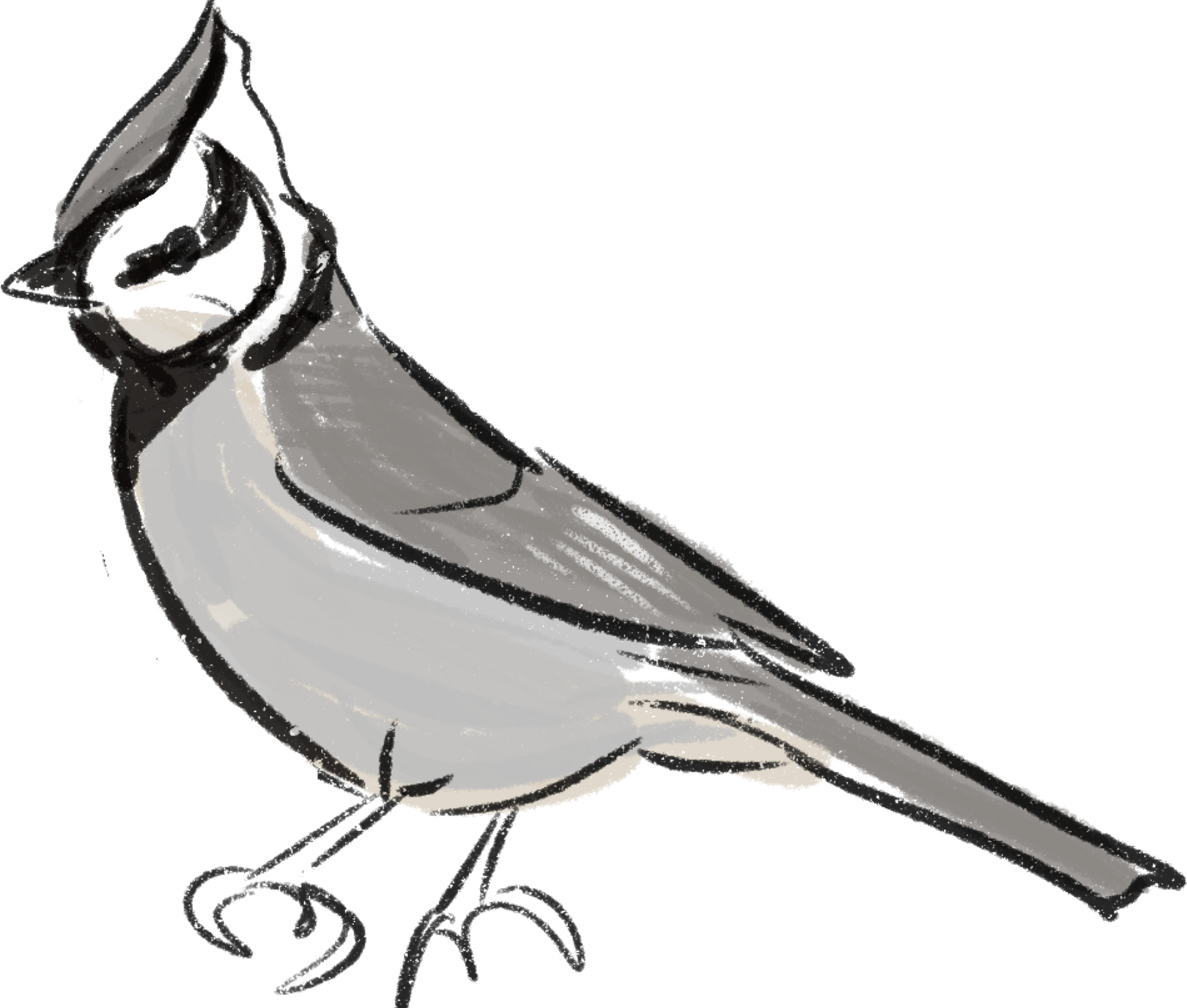 BIRD TYPE: TITMOUSE - The Noticer's Monthly