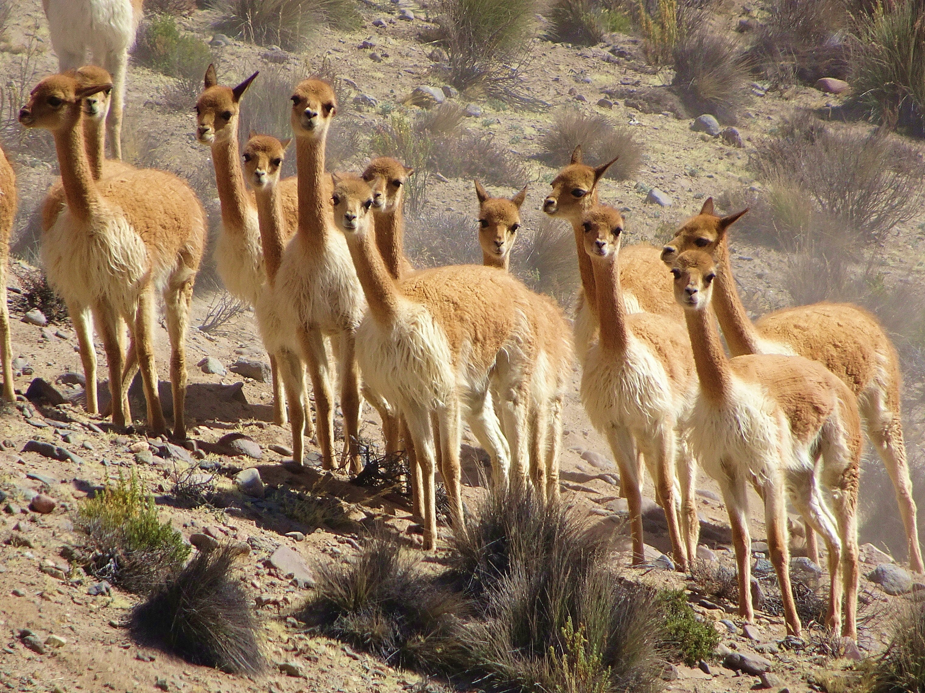 Of Llama, Alpaca, and Vicuña: Camelids of the Andes