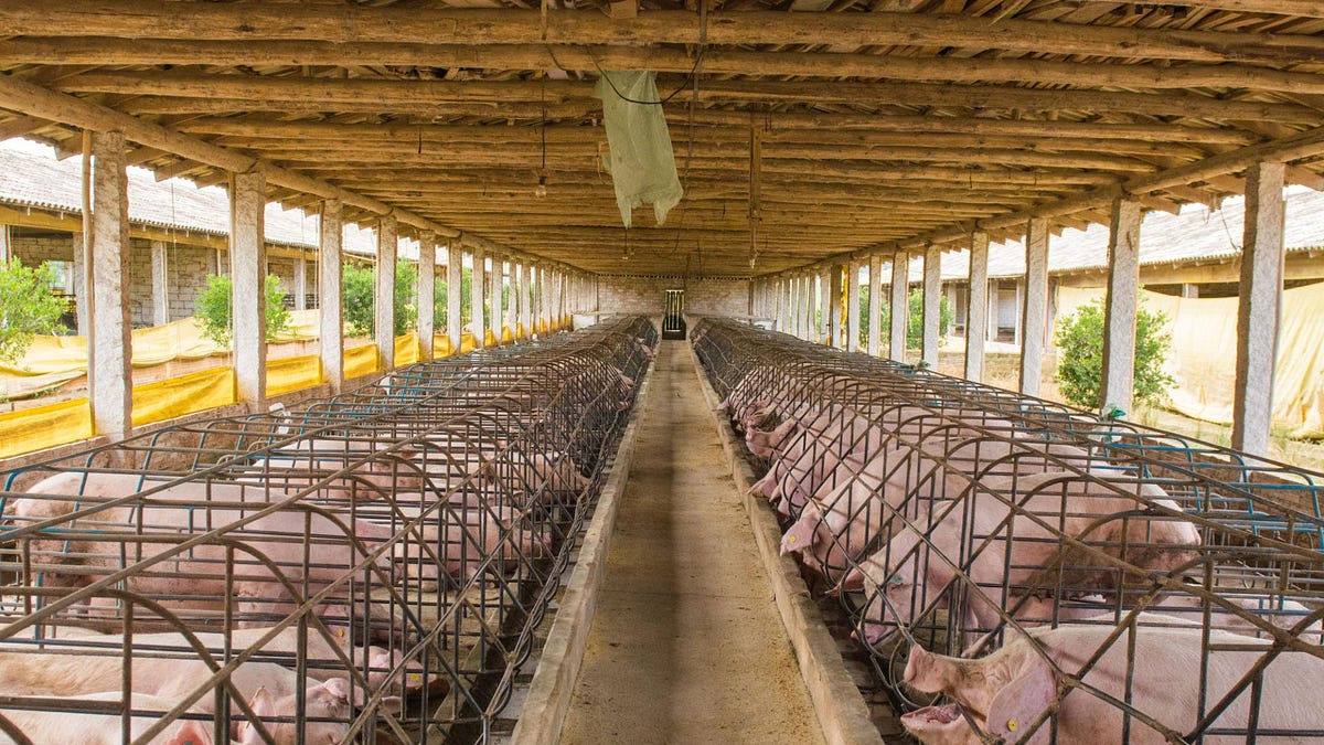 Factory Farming and Public Health - by Michael Corthell