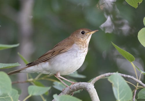 veery thrush