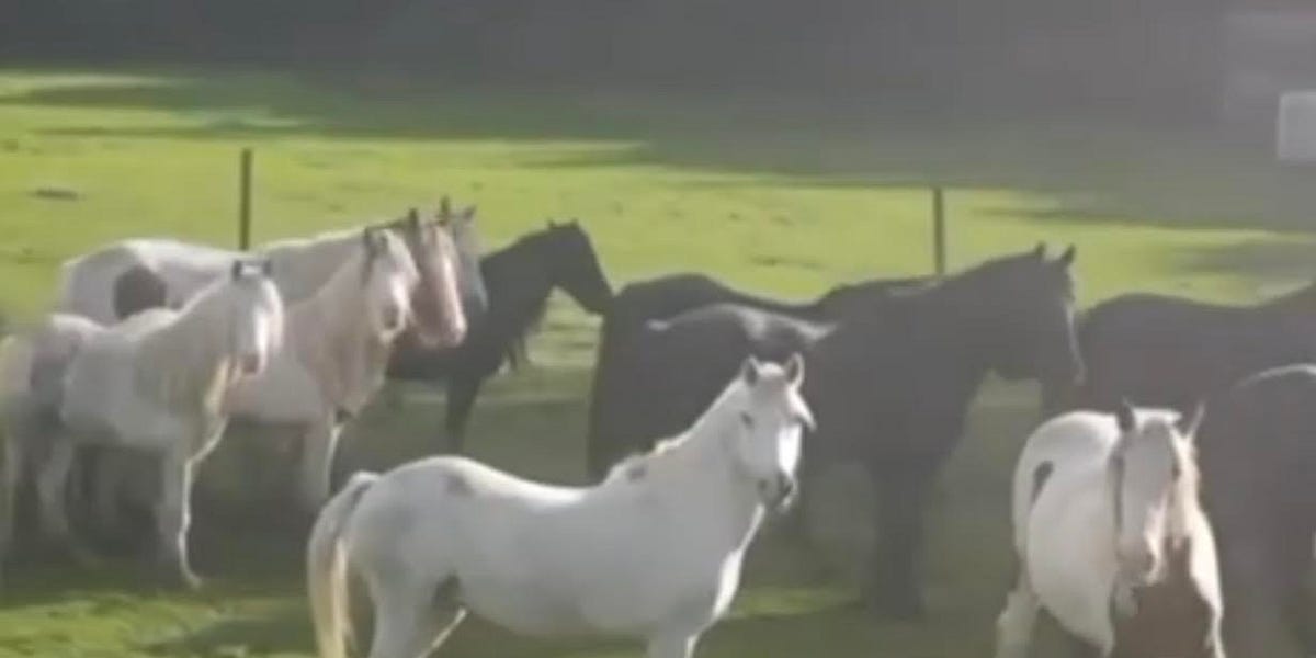 Horse Man, Not Passing By - John Waters Unchained