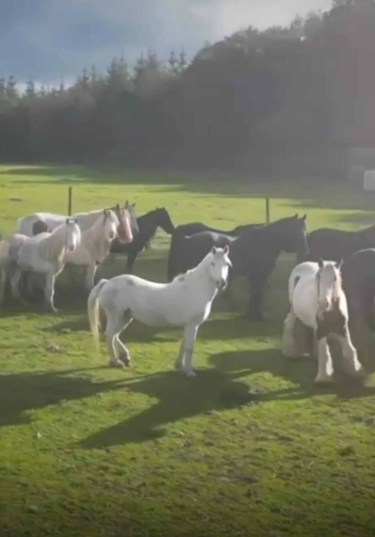 Horse Man, Not Passing By - John Waters Unchained