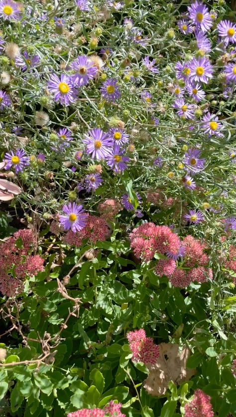 How to Grow Native North American Asters: Expert Tips for Thriving ...