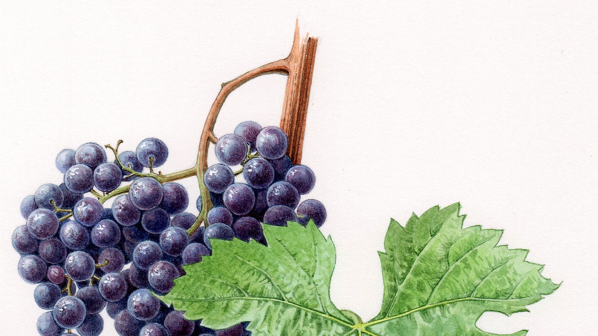 Comments - Why Is Merlot Washington’s Least Known Great Wine?