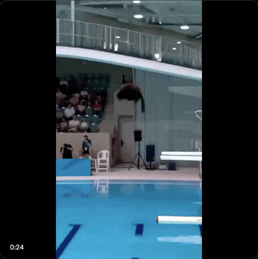 AI Cat Images Flooding TikTok: Both Mesmerizing and Nauseating