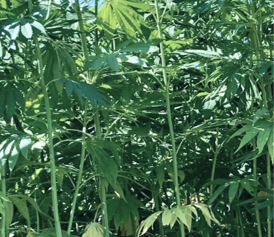 This startup is building homes with hemp - Climatopia