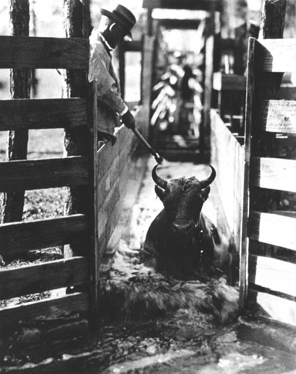 Understanding Texas Cattle Fever: History, Causes, and Impact. Sound ...