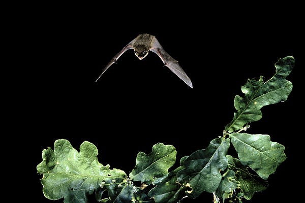 Bat Conservation Trust | Substack