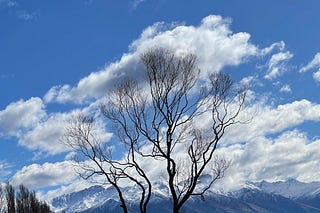 海马星球 Seahorse Planet | Substack