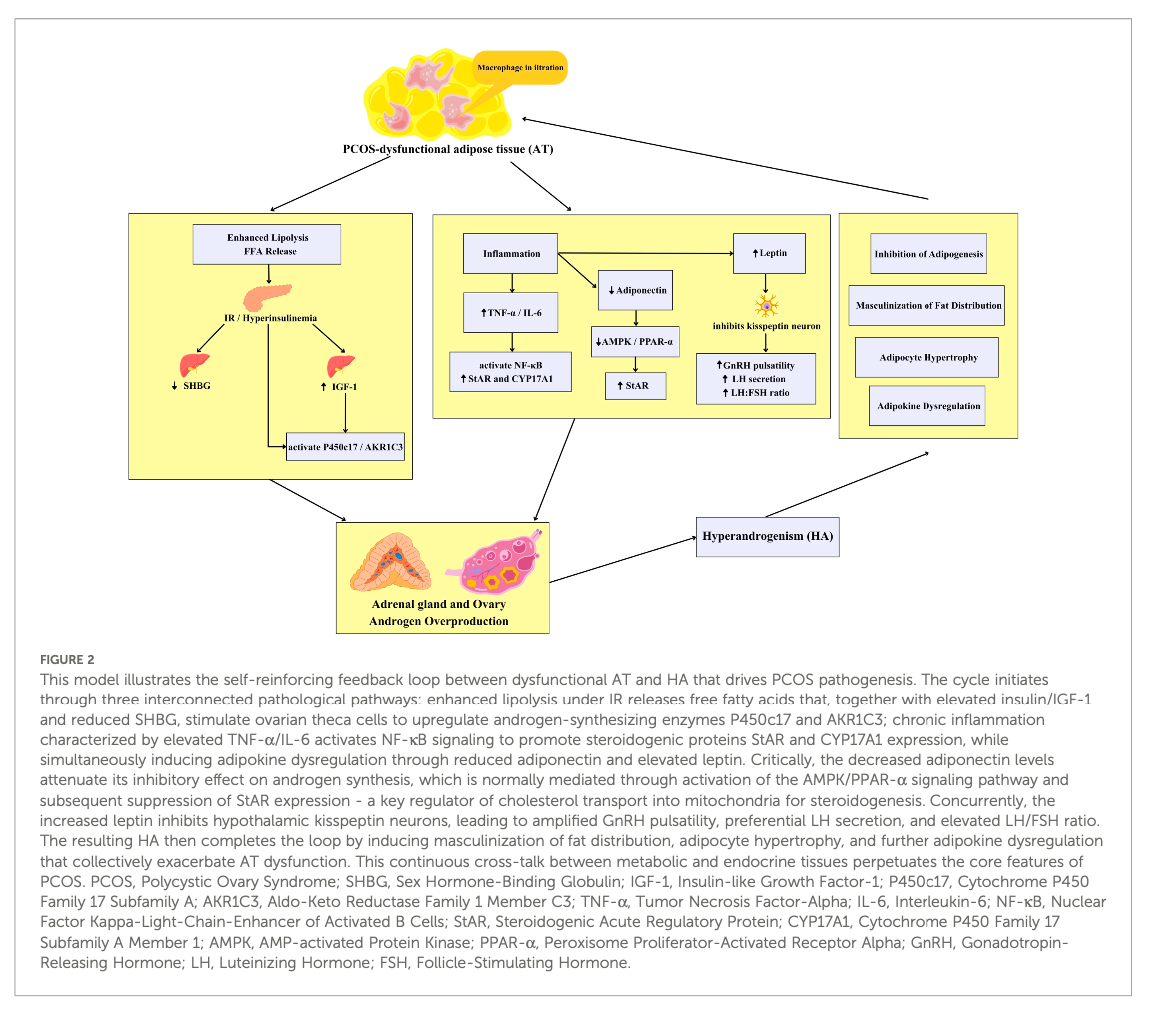 The Androgen Feedback Loop: How Fat Talks Back in PCOS
