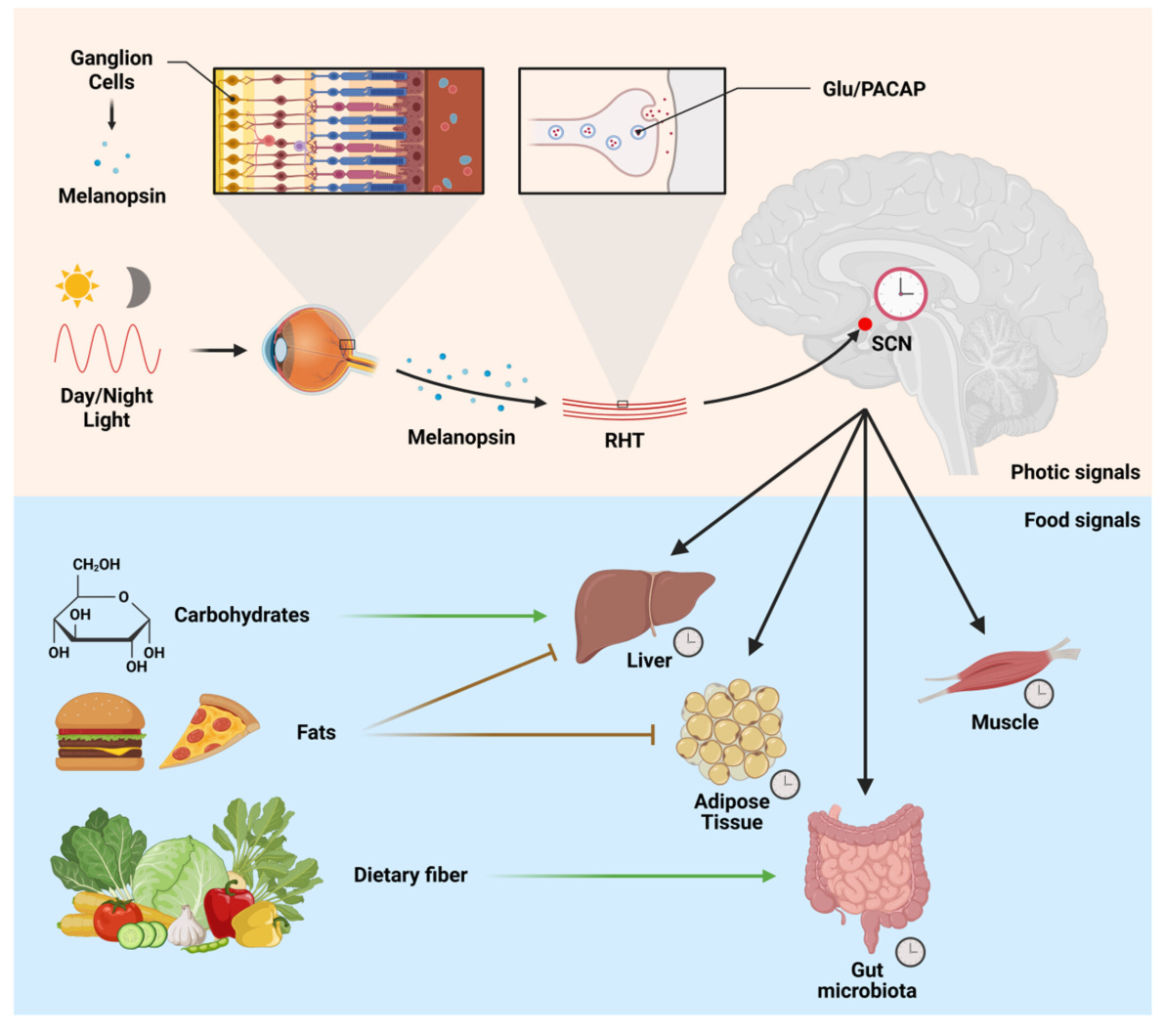 Vagus nerve stimulation: Don't start here