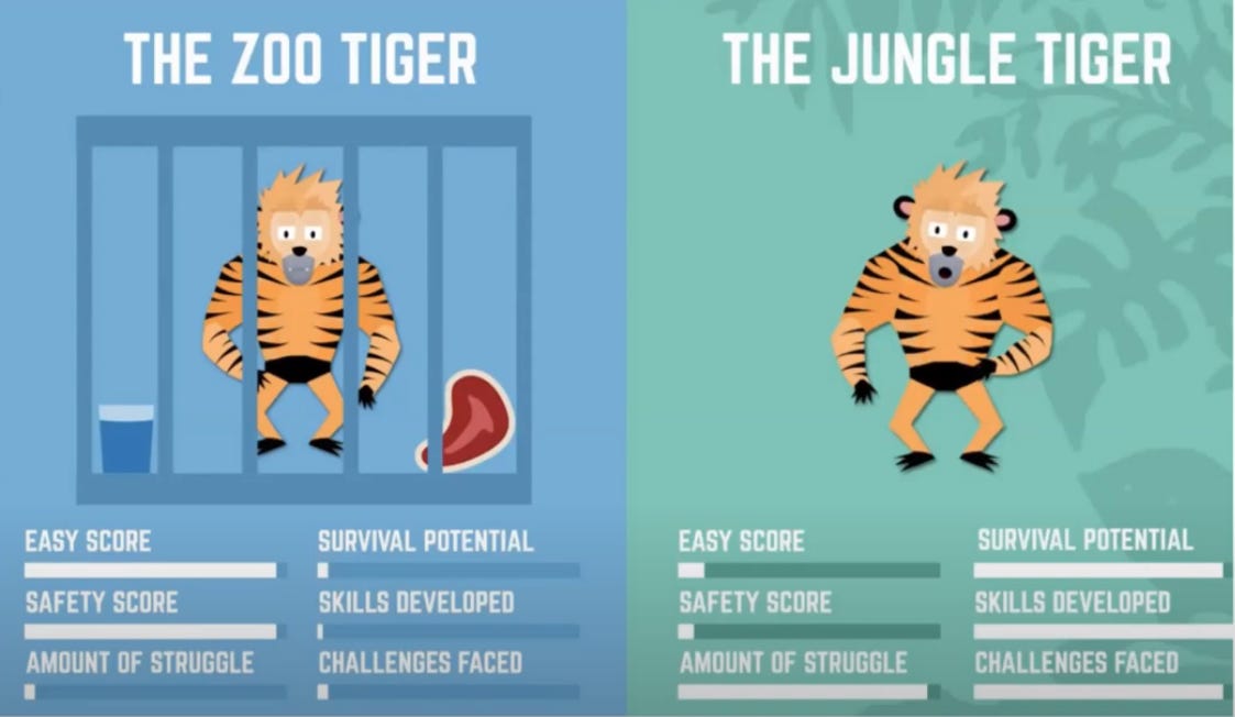 How the Concept of 'Zoo Tiger vs. Jungle Tiger' Applies To Practice ...