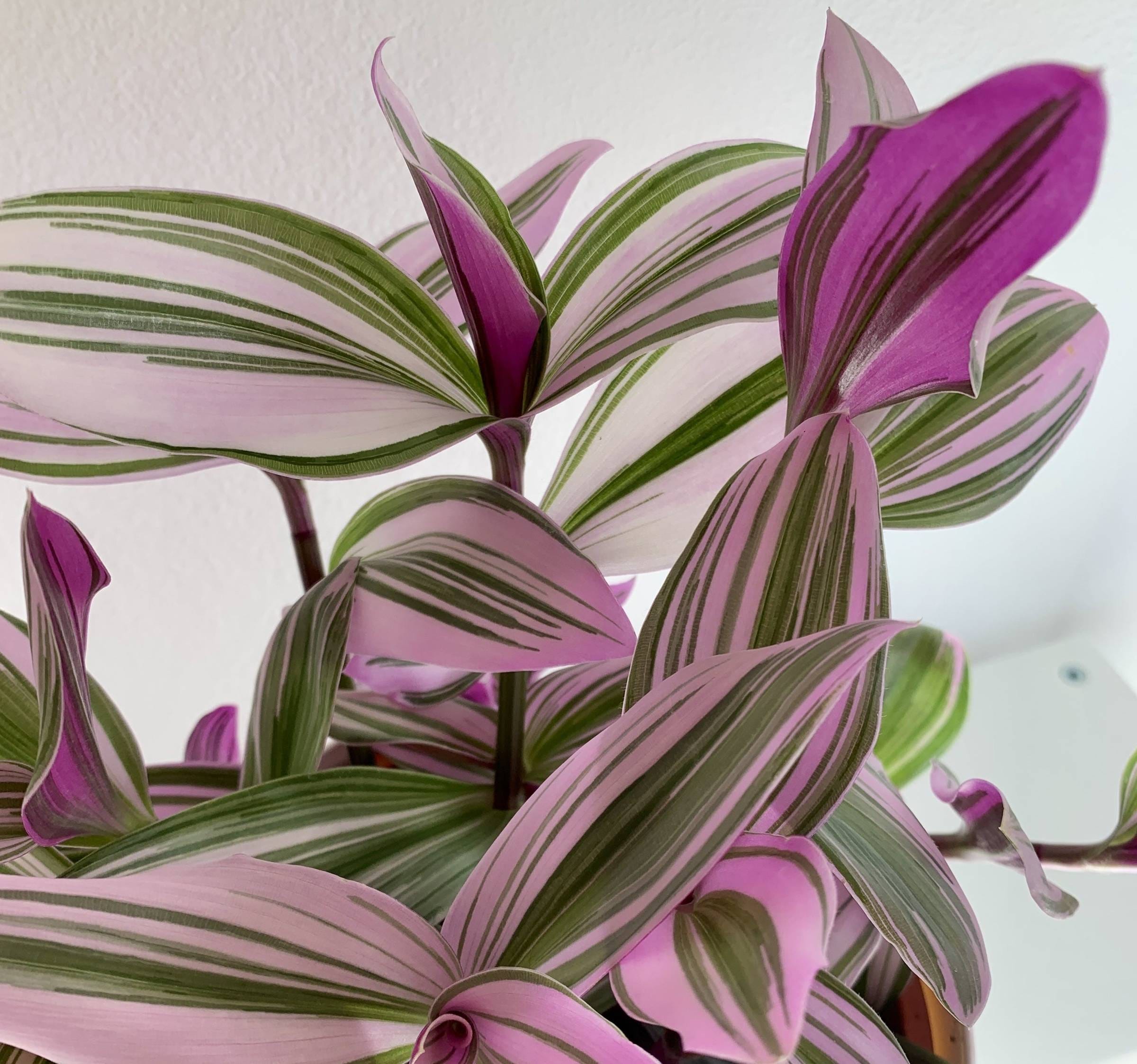 Is your Nanouk getting brown leaves for no clear reason?