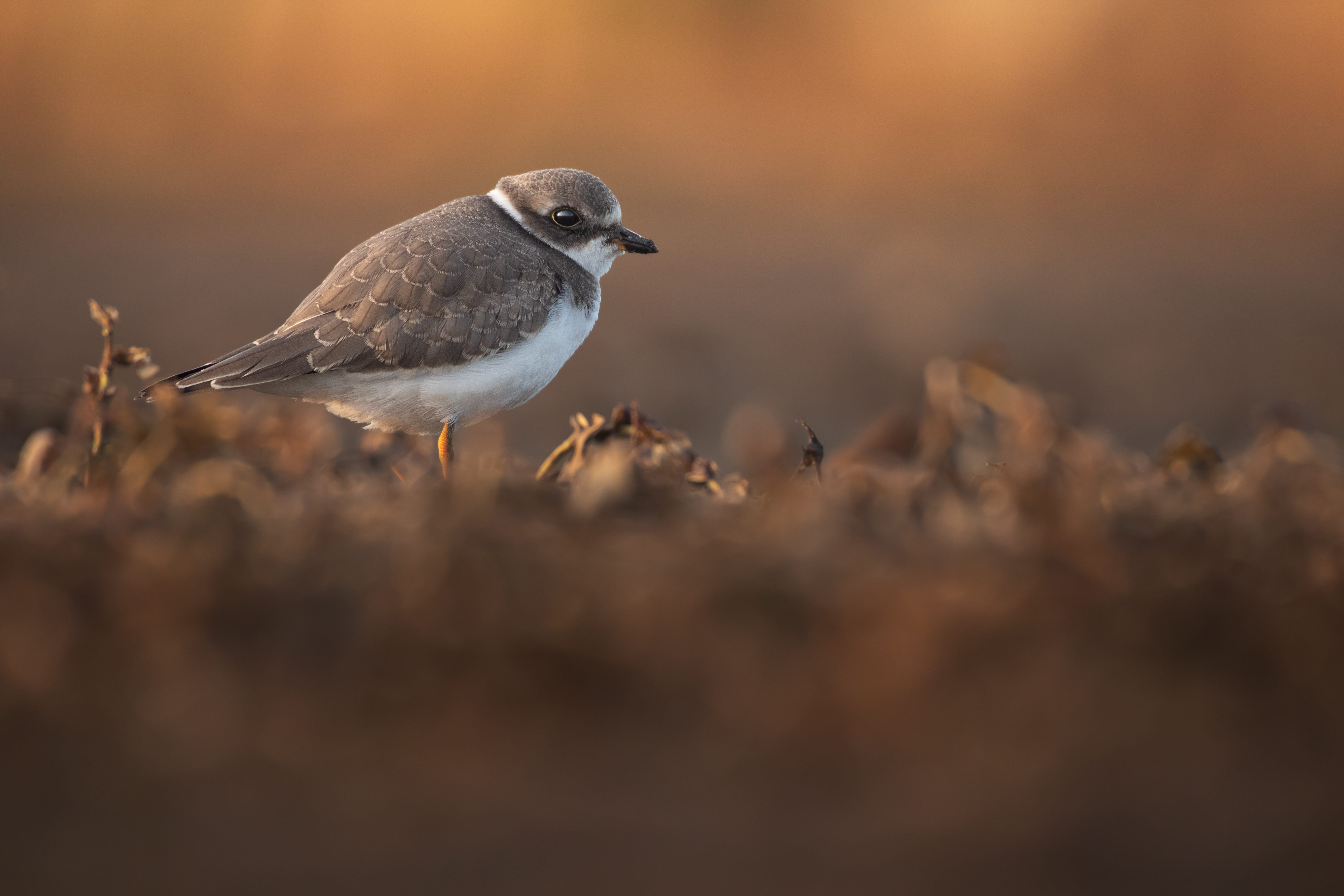 Shorebirds 101 - Birding University