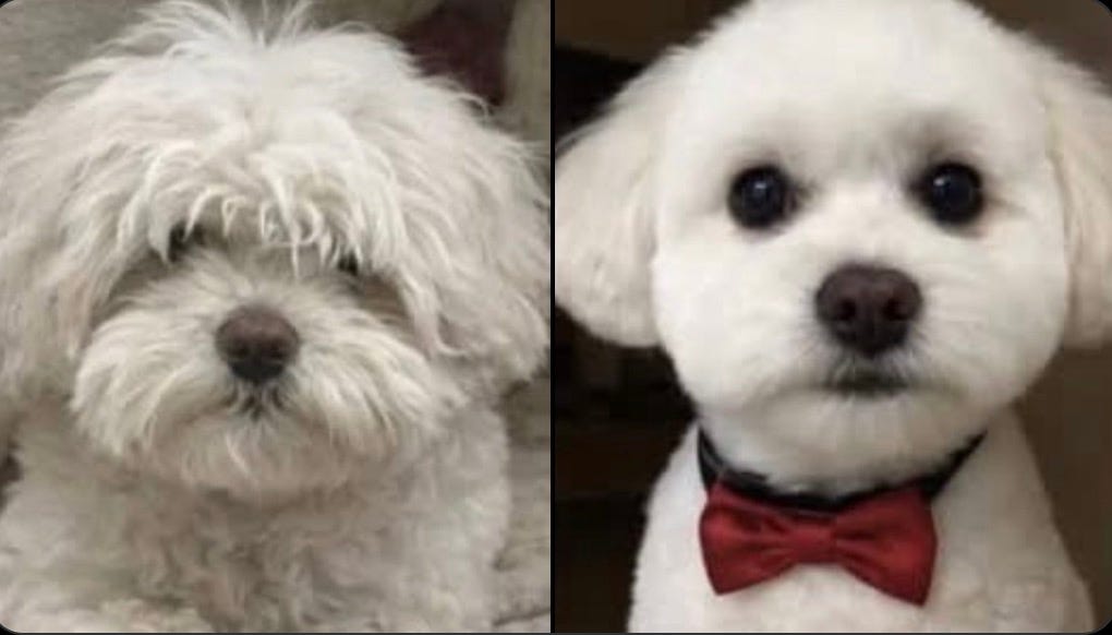 Il caso Galeazzi - Prosit