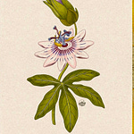 T E M P L O | Has López | Substack