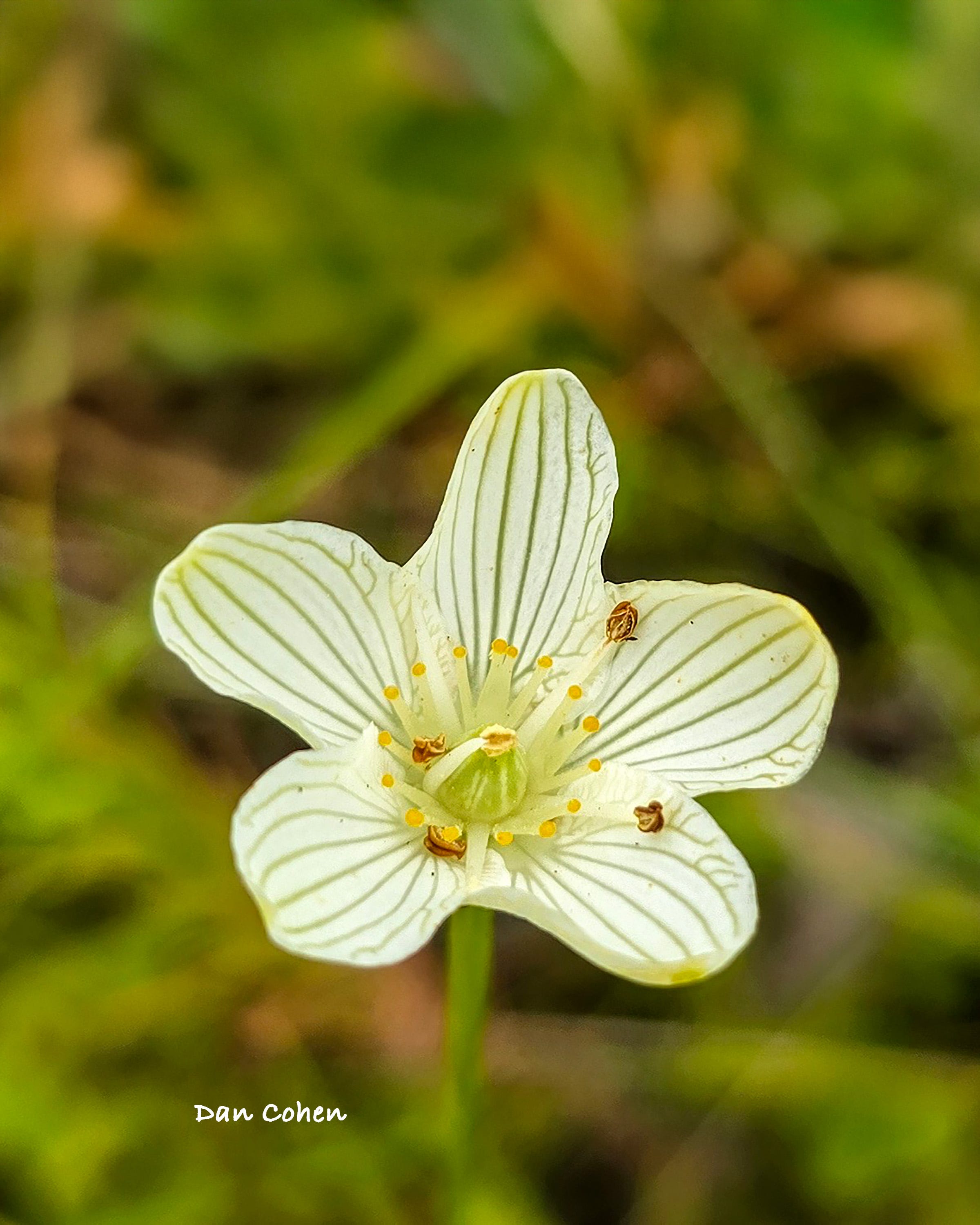 It's Fen Time! - by Dan Cohen