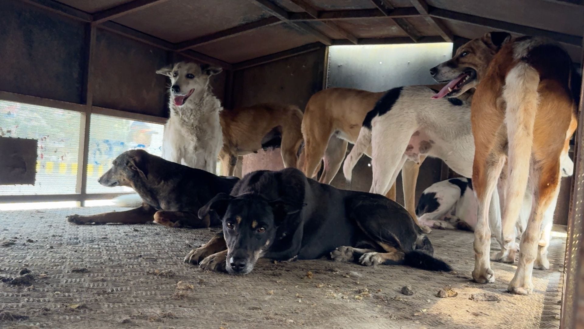Pune Grand Cycling Tour and Dogs - by Kapil Patwardhan