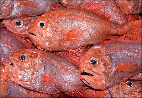 The Orange Roughy: How One Fish Changed The Way We Manage The Deep Sea