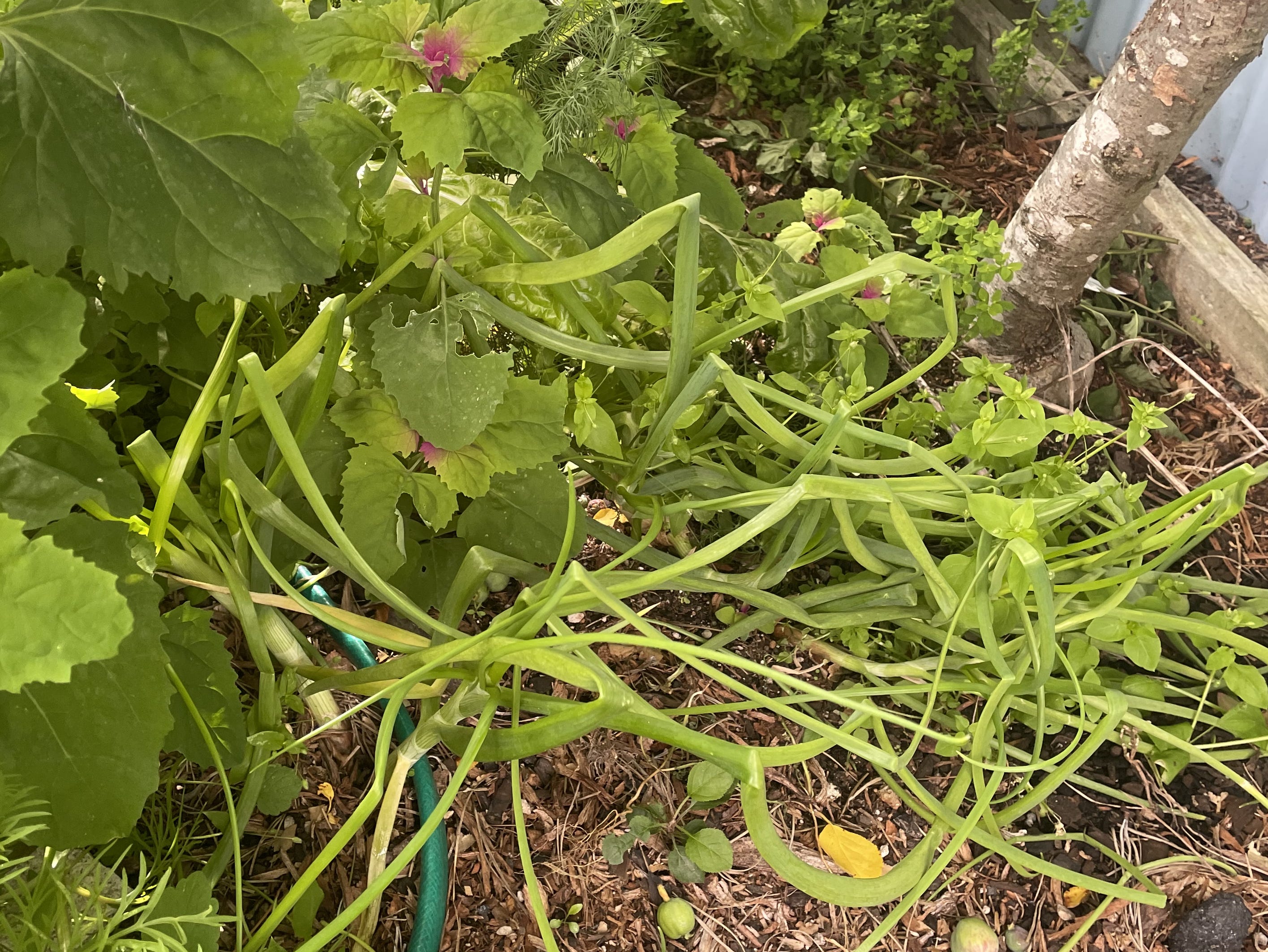 Growing onions - by Zoe Barry - Very Good Gardening