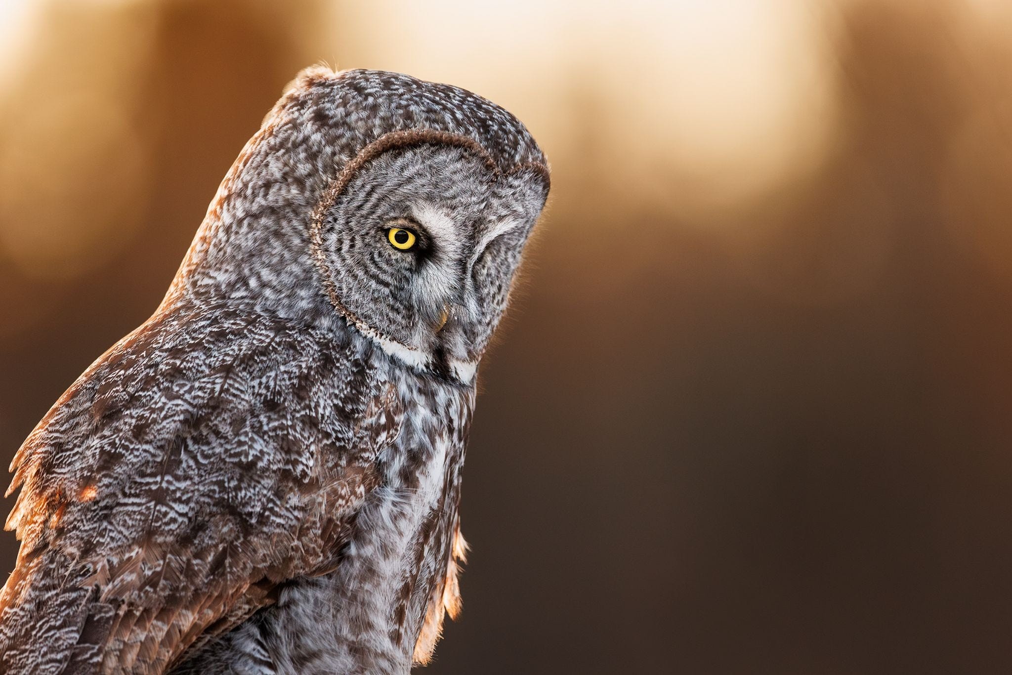 Birding Tip: Safe and Ethical Owl Observation