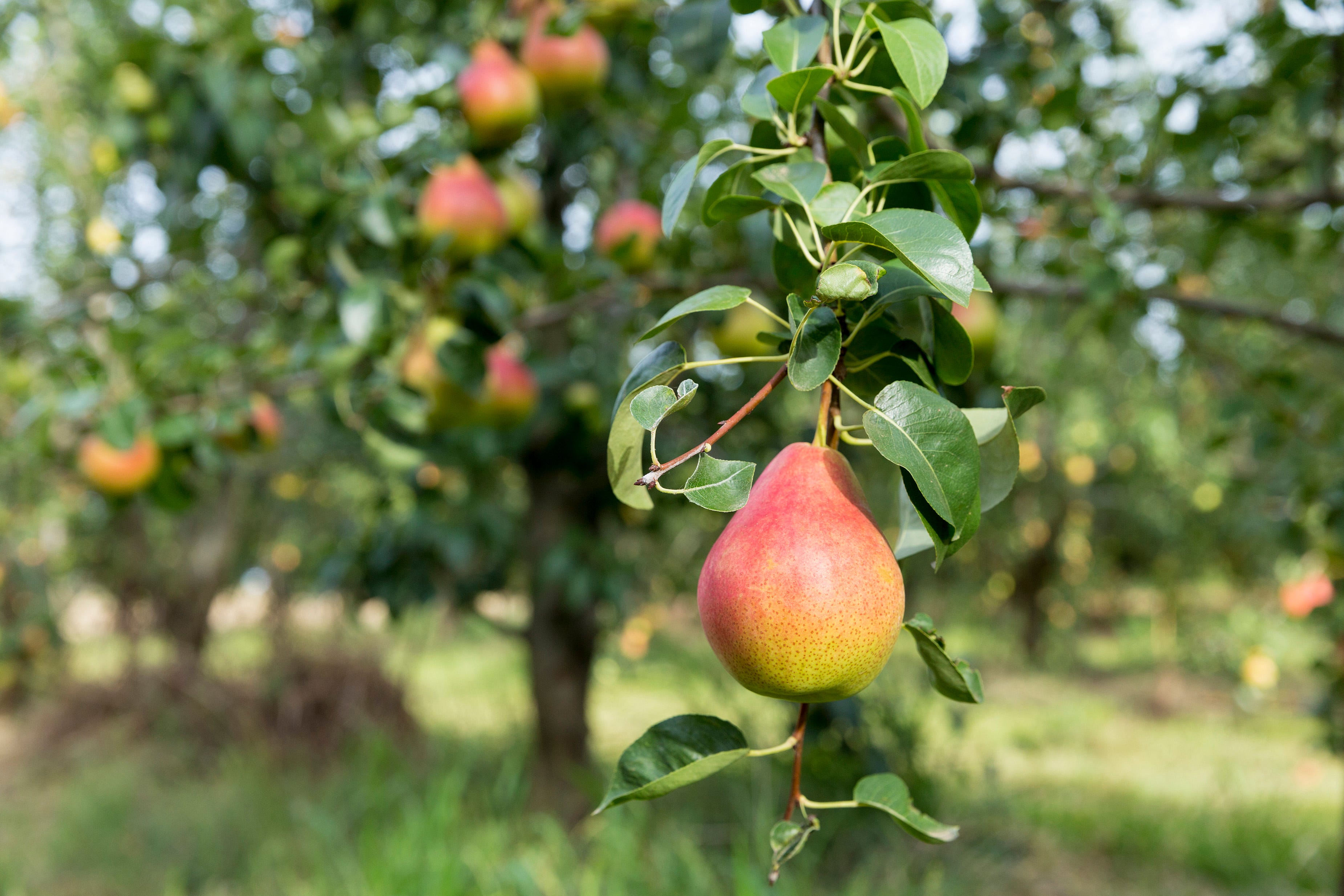 Saint Augustine, pears, and "mimetic cascades"