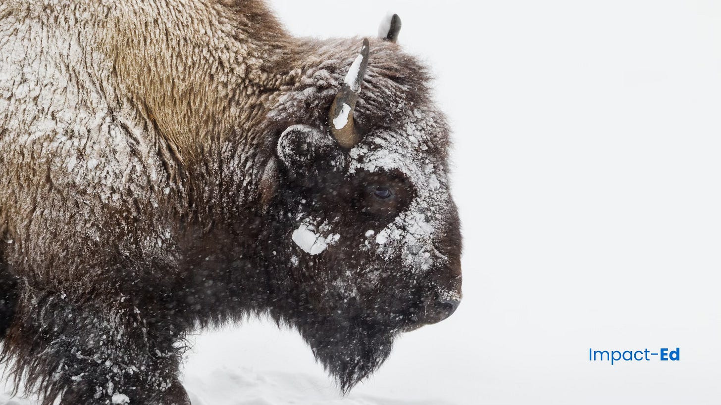 Storms, Buffalo, and the Brain - Impact-Ed Newsletter