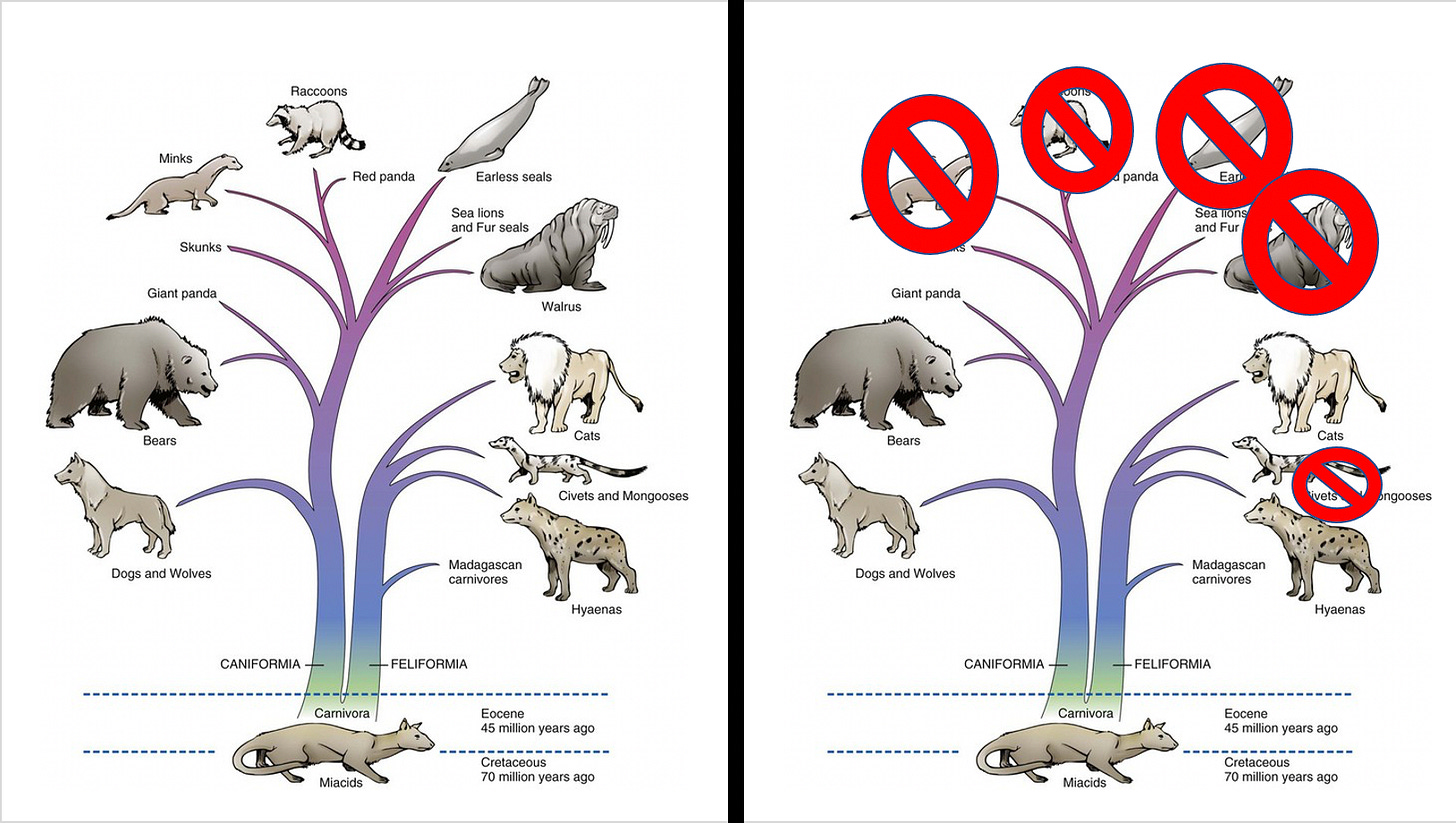 how did predators evolve