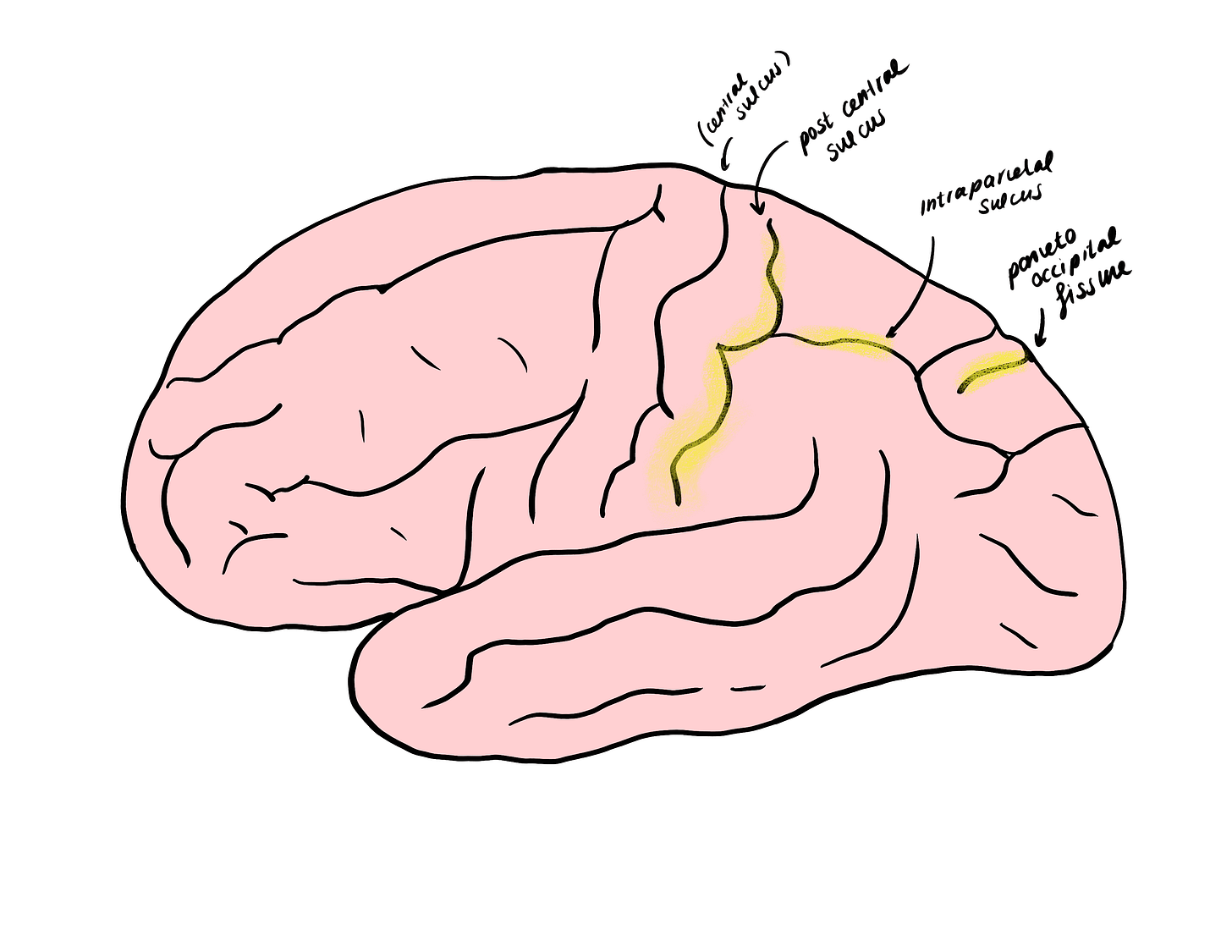 Inside the Brain's Wrinkles: A Guide to he Gyri, Sulci and What Happens ...