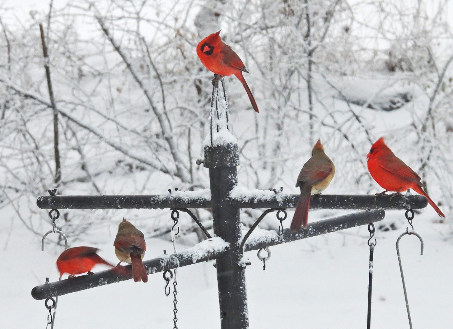 "Cardinals appear when angels are near" - by Leslie Pulford