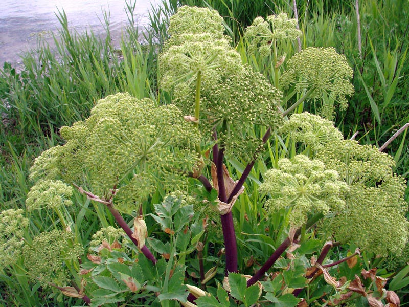Poisonous Look-Alikes: The Importance of Knowing Your Plants
