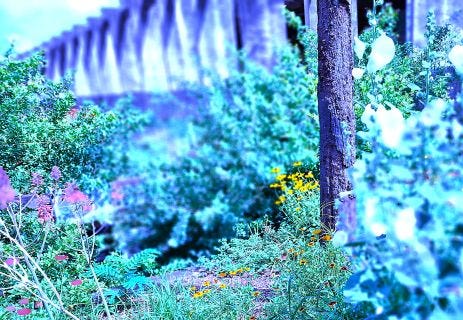 Óleo de coco e diabetes - by dantas2021