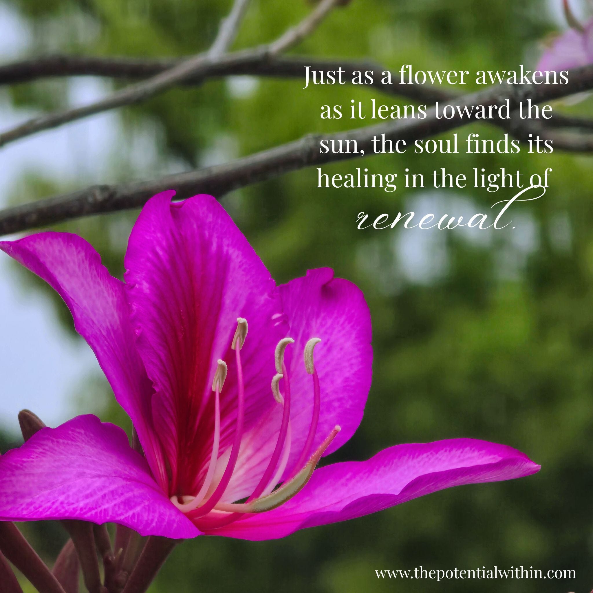🌿 The Subtle Art of Soul Refreshment