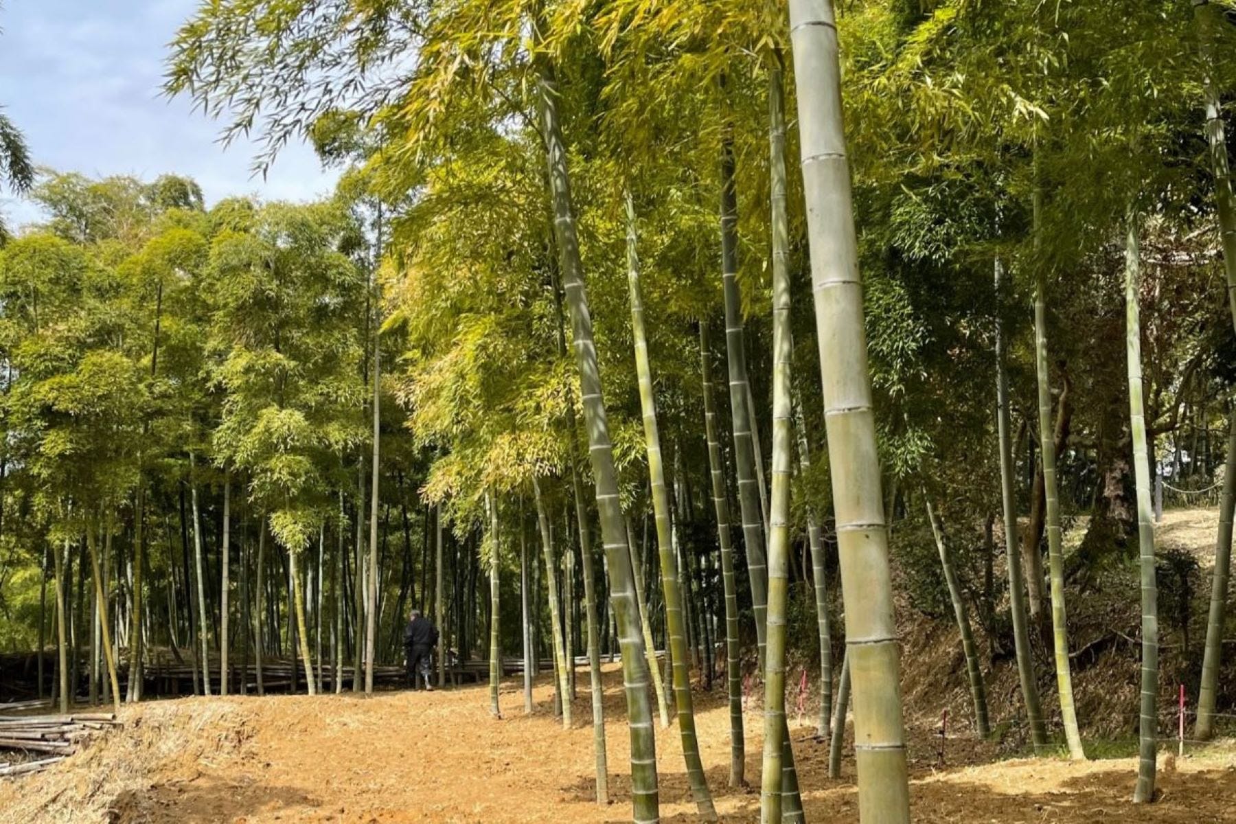Japanese culture and life : A deep and long connection with bamboo