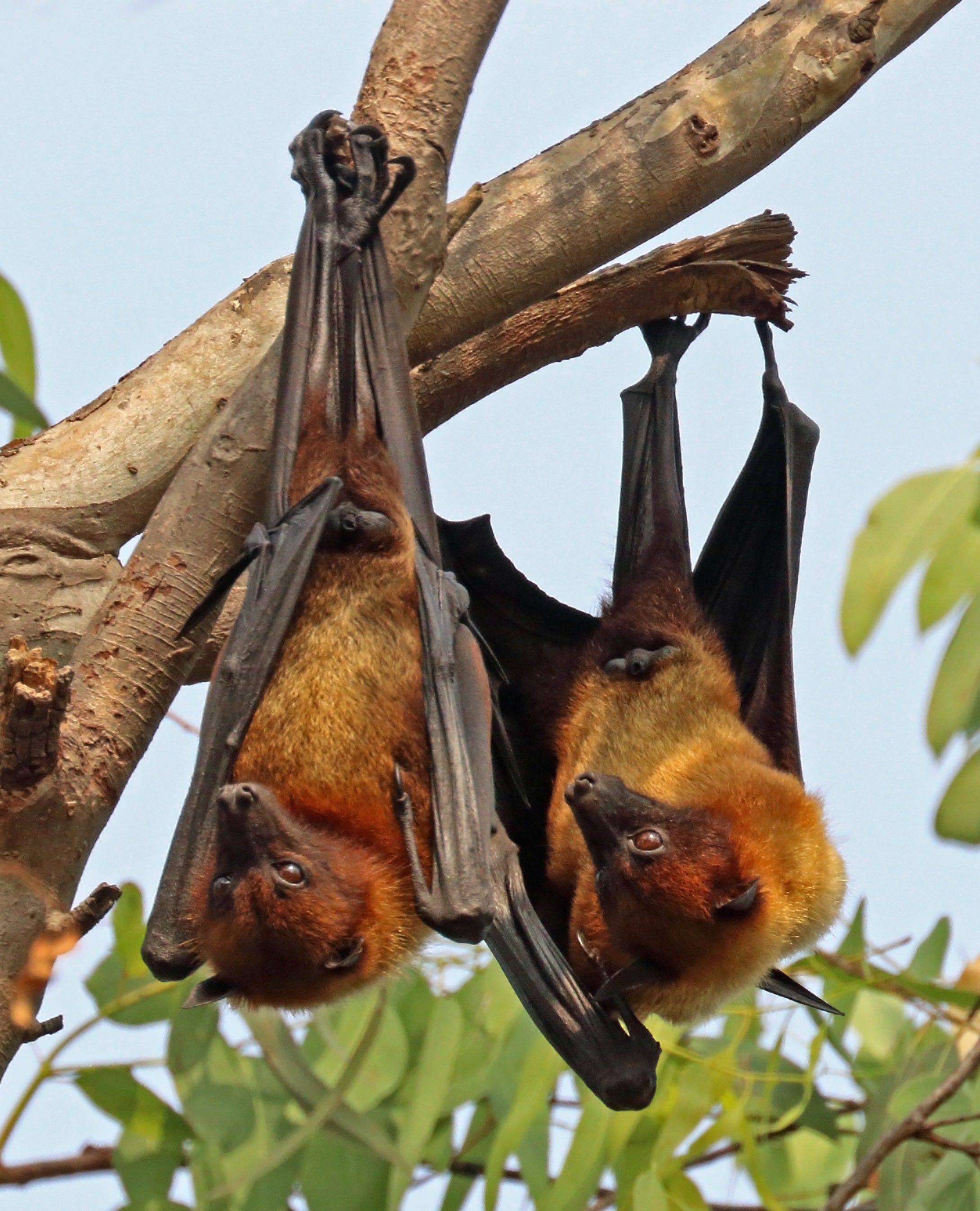 Bats: the pathologization of a pathogen-carrier